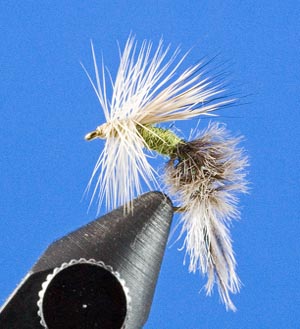 Mayfly Emerger (Fat Ruby’s got junk in the trunk) – SwittersB & Exploring