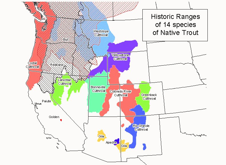 Native Western Trout (where they started) – SwittersB & Exploring