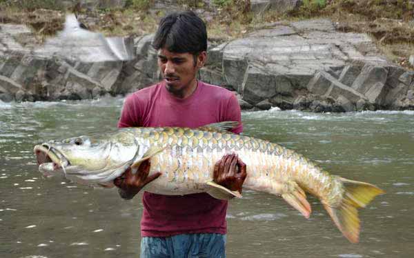 Fly fishing Northern India for Golden Mahseer on the fly – SwittersB ...