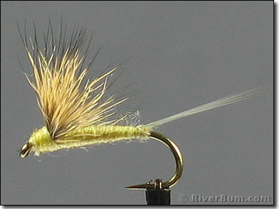 Pale Morning Dun (and emerger, nymph, spinner) – SwittersB & Exploring