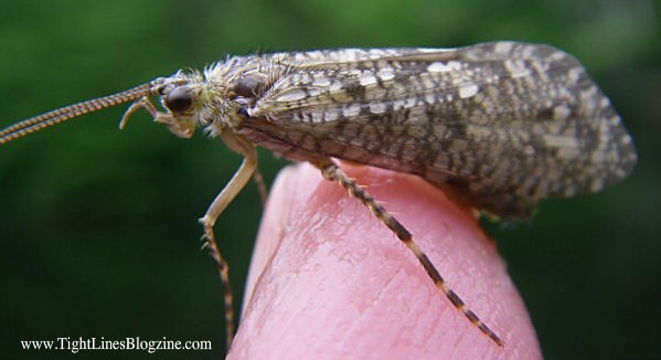 Traveling Sedge~Caddis (skittering, running, motoring along…a wallow ...