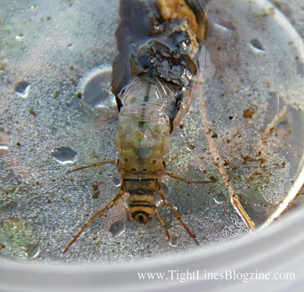 Traveling Sedge~Caddis (skittering, running, motoring along…a wallow ...