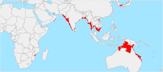 barramundi (the alleged bad ass of ikan-fish…the culo malo pescado, the ...