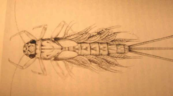 Fly Fishing & Tying: Mayflies Underwater – SwittersB & Exploring