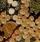 Fly Fishing: Mountain Whitefish Eggs – SwittersB & Exploring