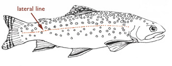 LATERAL-LINE-DIAGRAM – SwittersB & Exploring