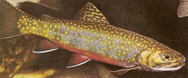 Trout’s Lateral Lines & Other Senses – SwittersB & Exploring