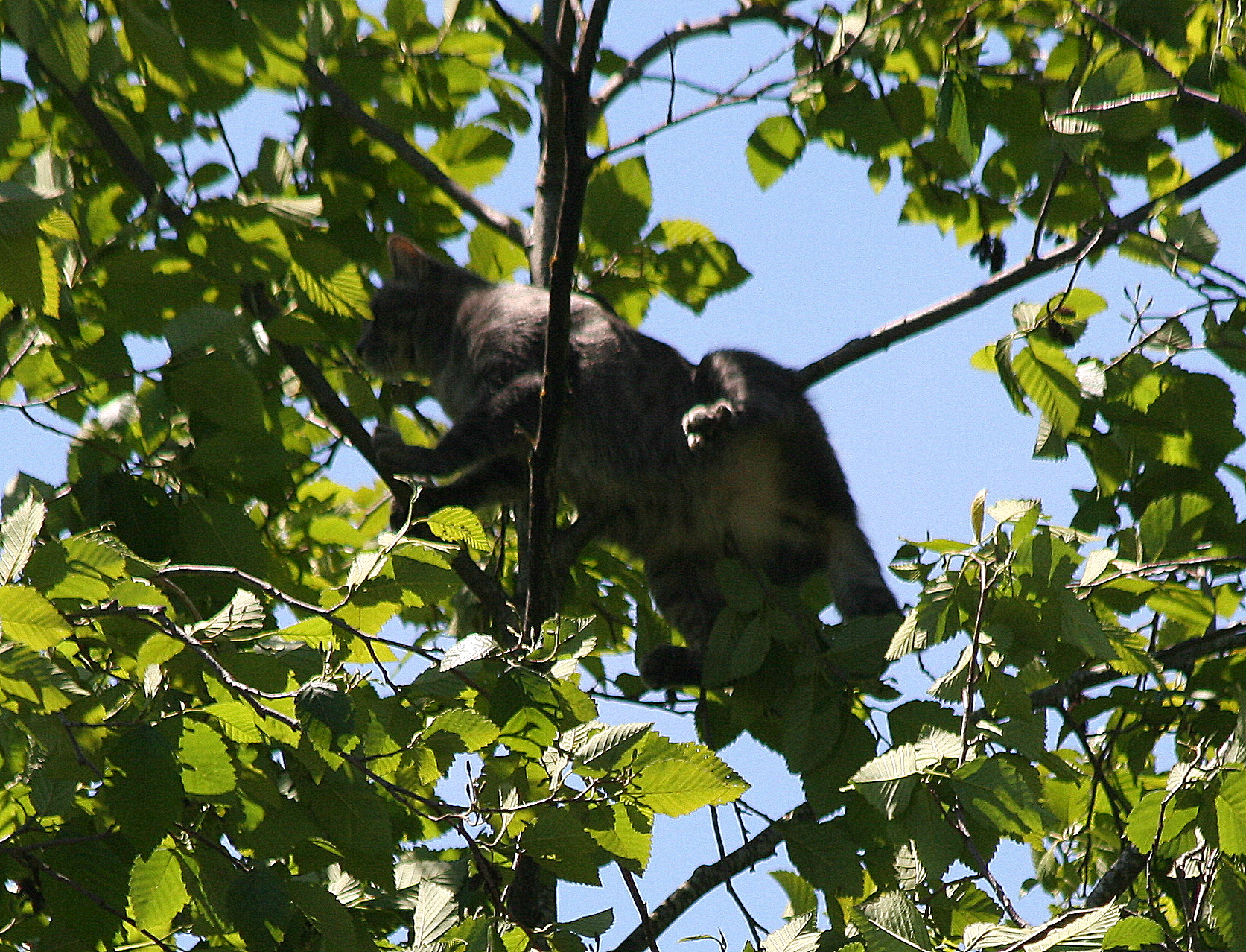 Cat In a Tree on a Windy Day (Cat Rescue’s Self) – SwittersB & Exploring