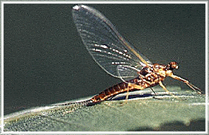 pmd spinner wing – SwittersB & Exploring