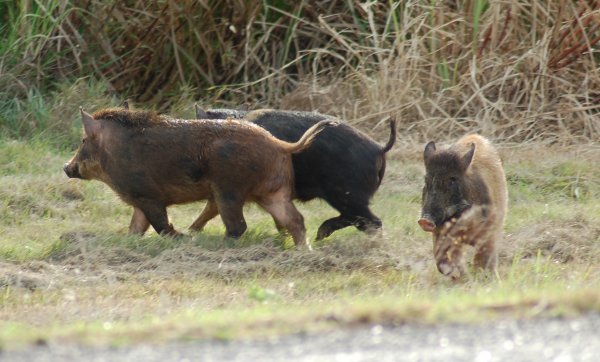 Wild Pigs in Upstate New York? – SwittersB & Exploring