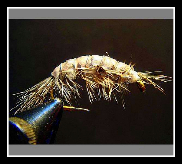 Fly Tying: Basic Scud-Nymph Tutorial – SwittersB & Exploring