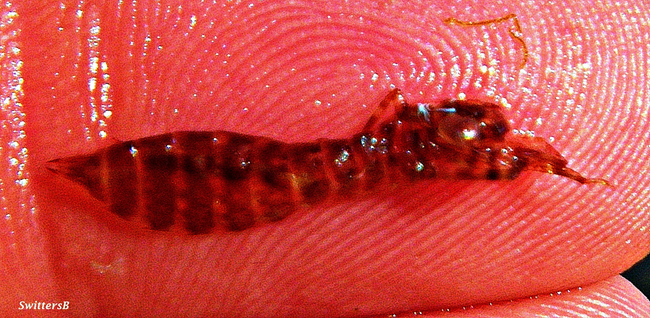 Fly Tying: Dragon Fly Pattern Options – SwittersB & Exploring