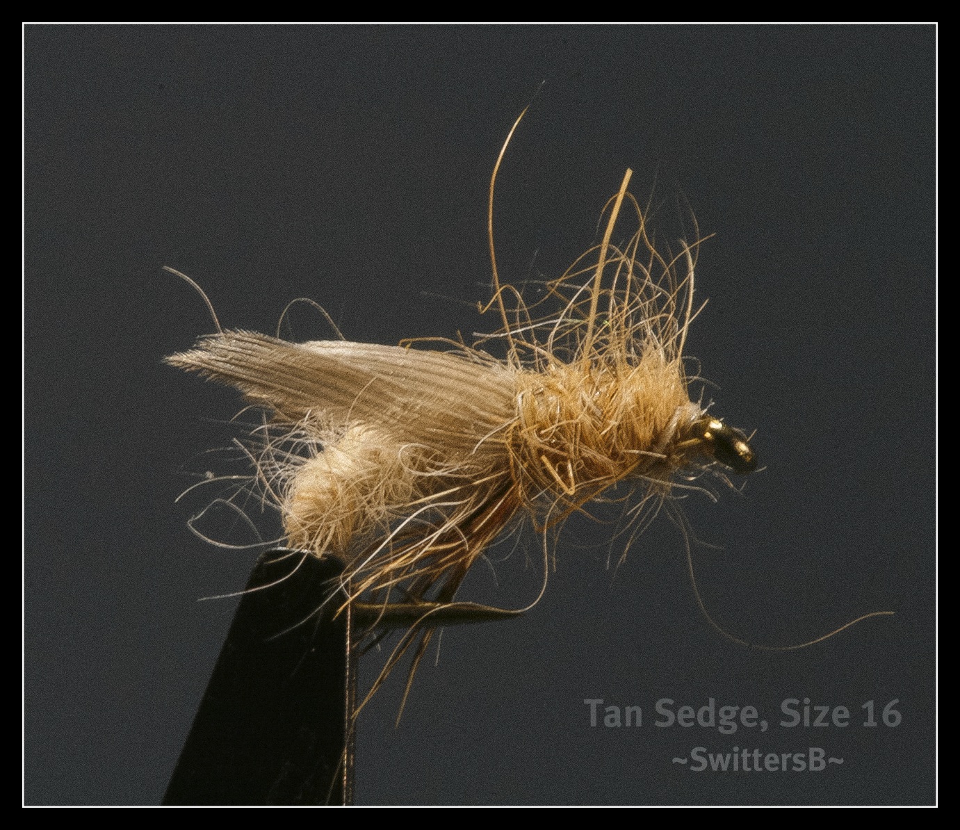 Photographing the Caddis/Sedge – SwittersB & Exploring