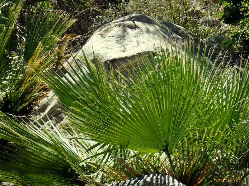 Andreas Canyon – SwittersB & Exploring