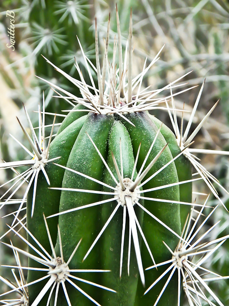 PLANT THORN ARTHRITIS… – SwittersB & Exploring
