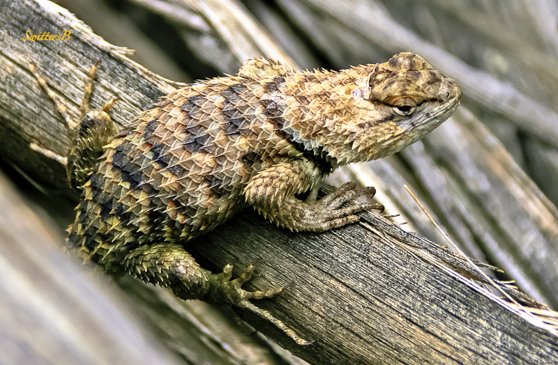 Spiny lizard in a desert wetland… – SwittersB & Exploring