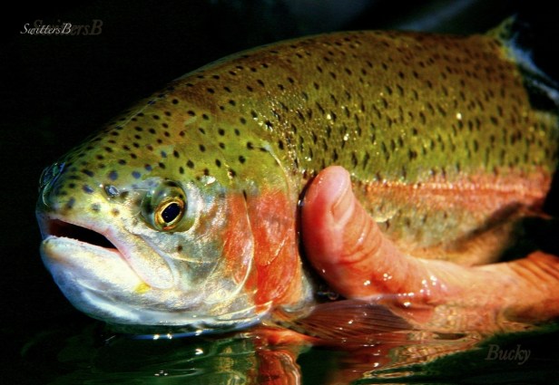 Late Fall fly fishing… – SwittersB & Exploring