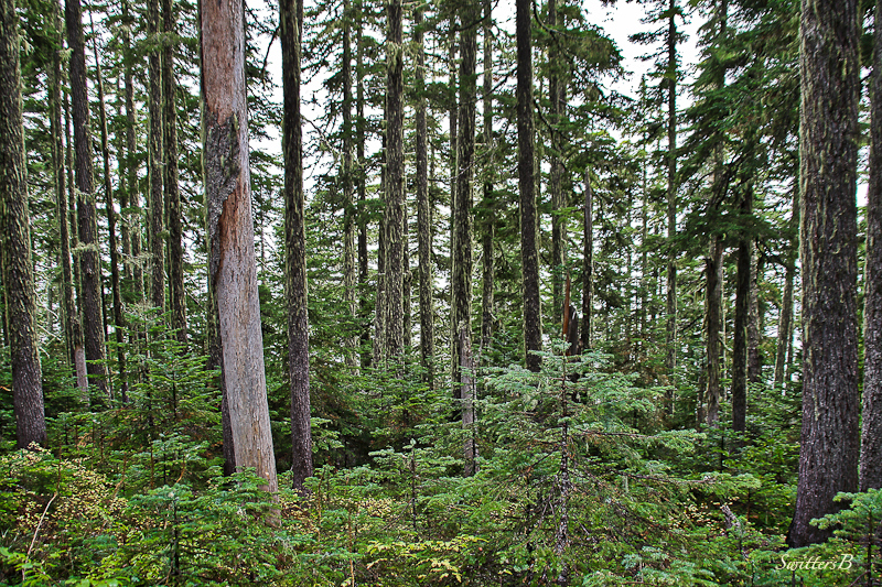 forest for the trees… – SwittersB & Exploring