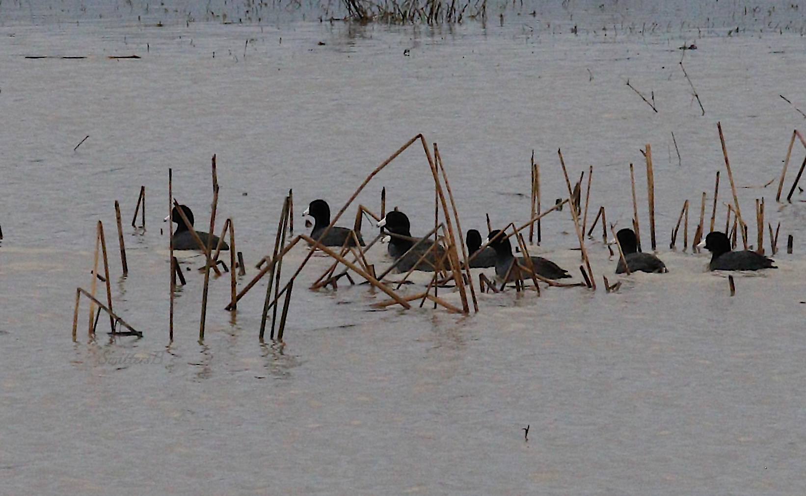 Western Coots… – SwittersB & Exploring