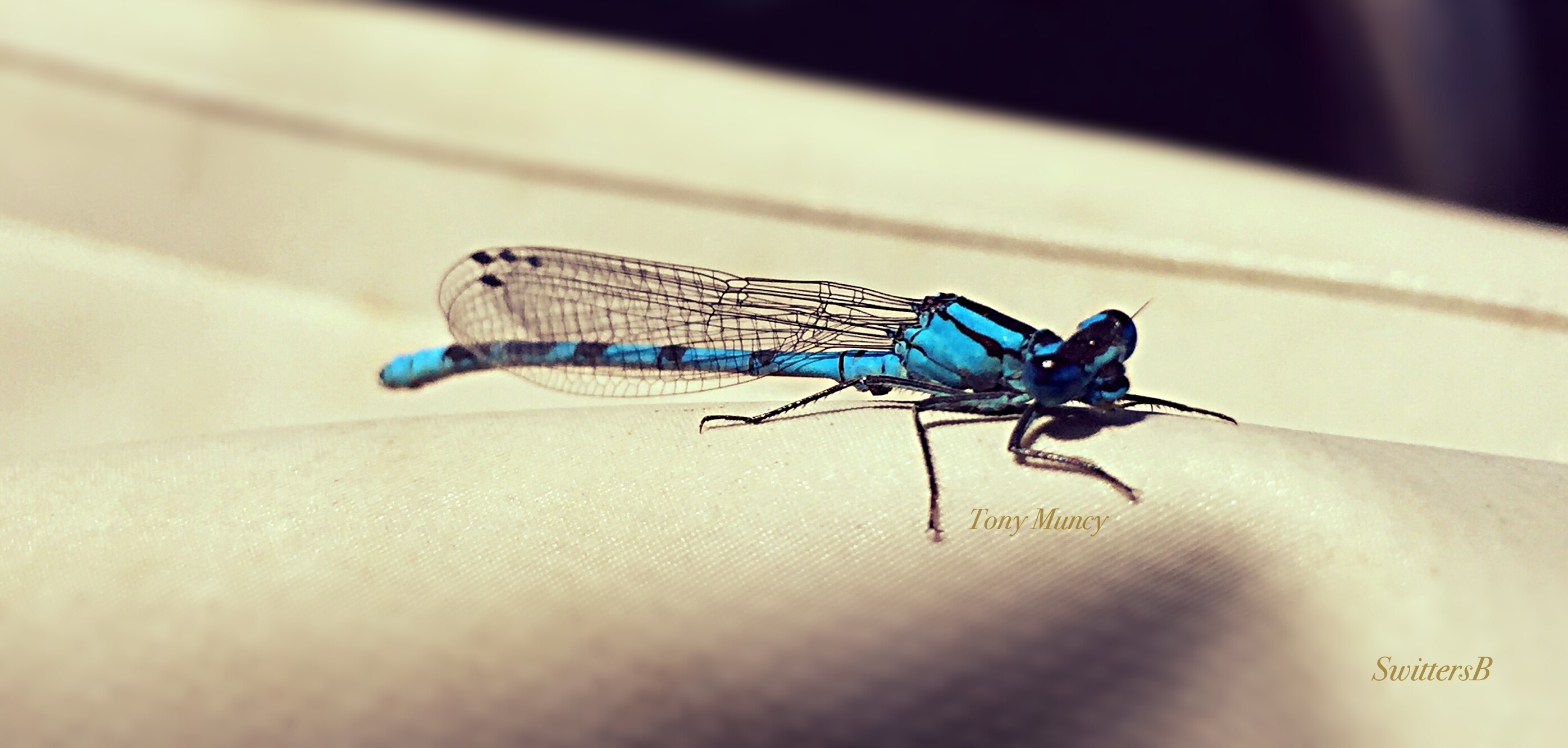 Damsel fly… – SwittersB & Exploring