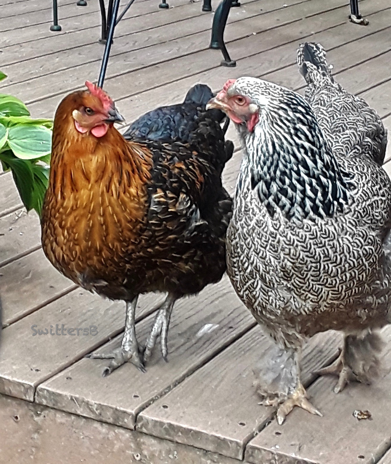 the girls… – SwittersB & Exploring