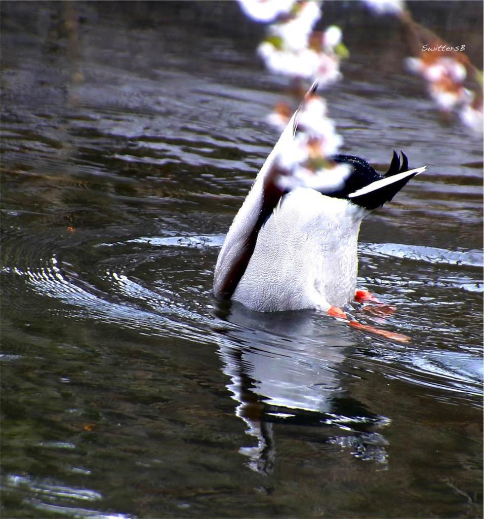 Dabbling Duck… – SwittersB & Exploring