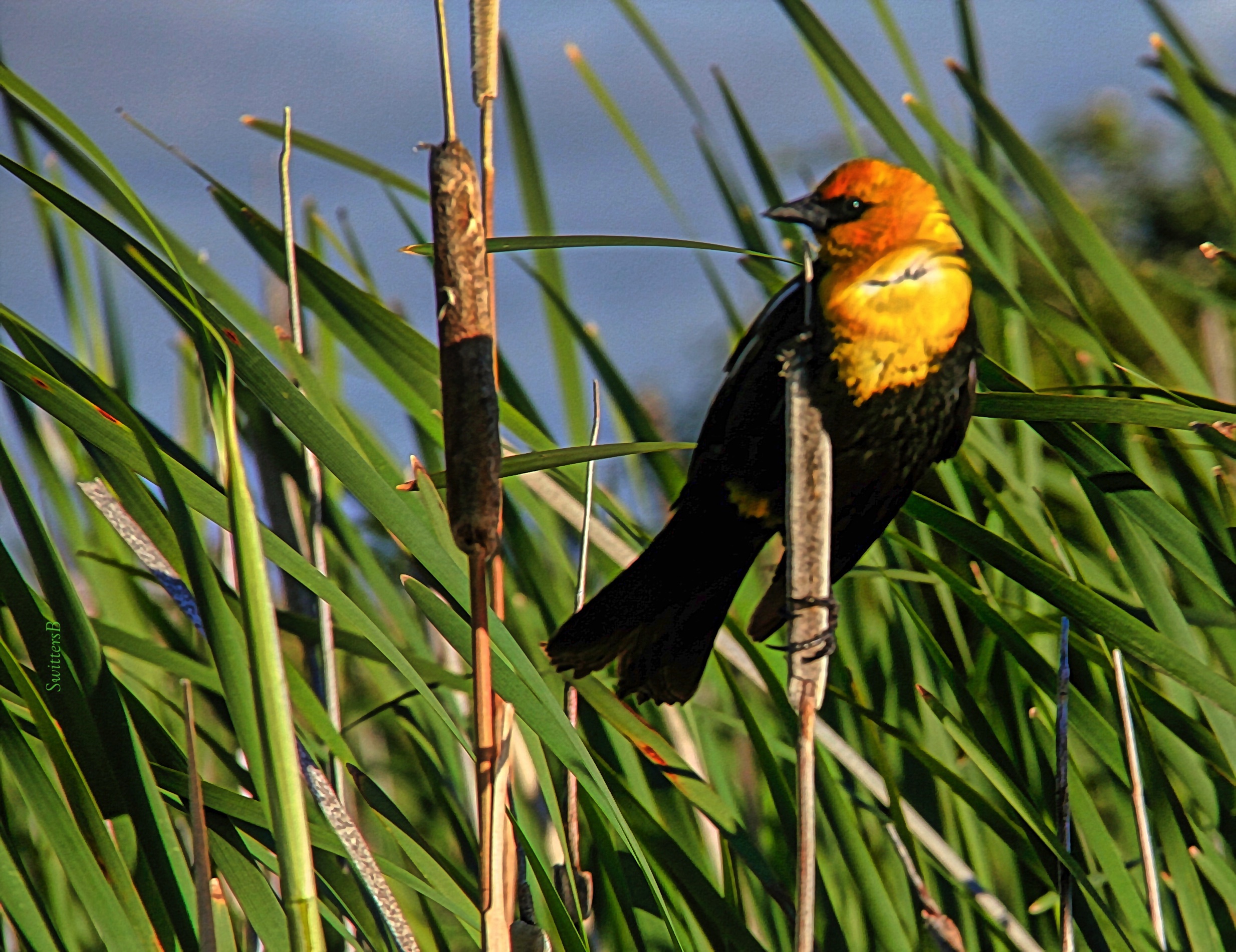 Western Tanager… – SwittersB & Exploring