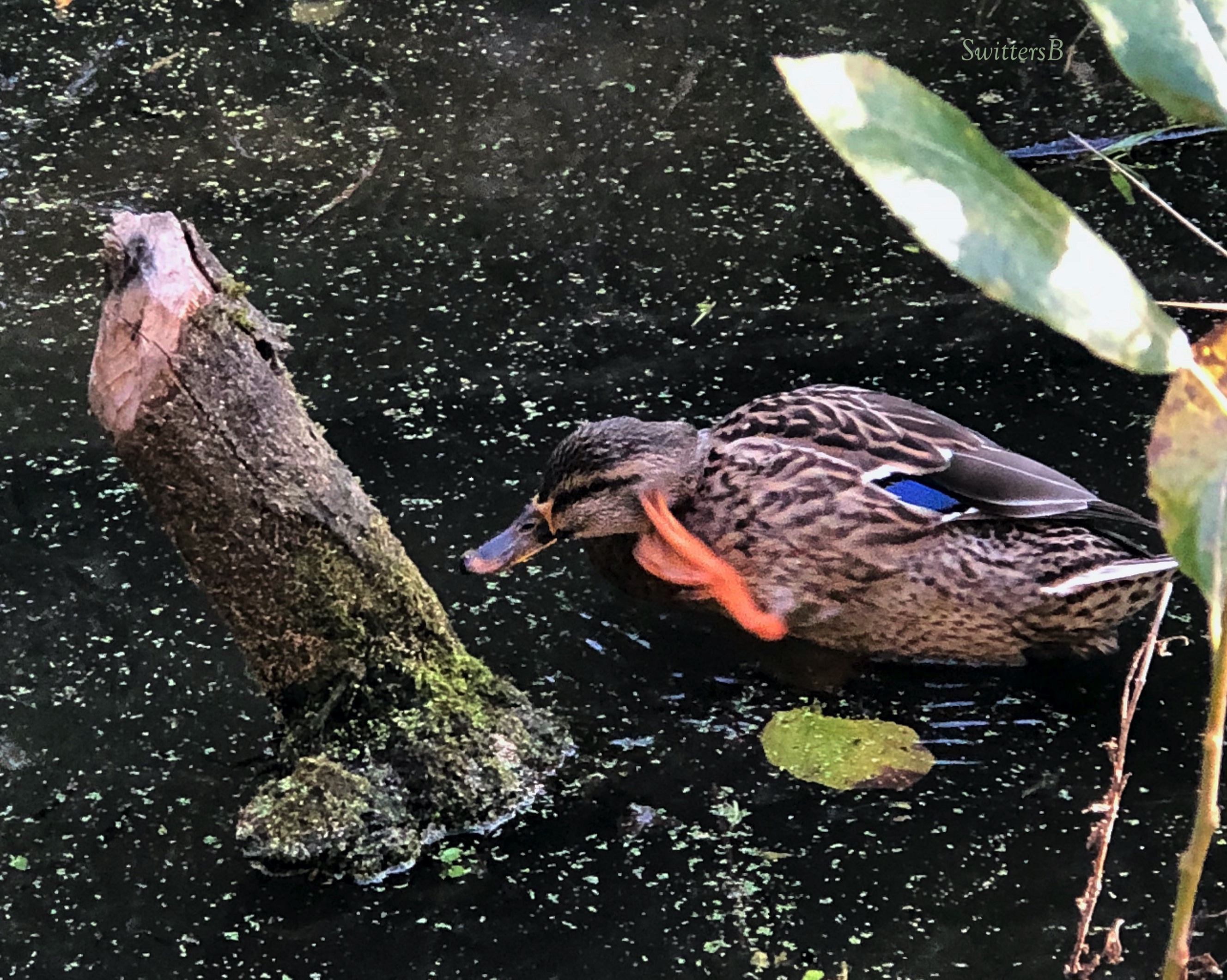 Gotta an itch… – SwittersB & Exploring