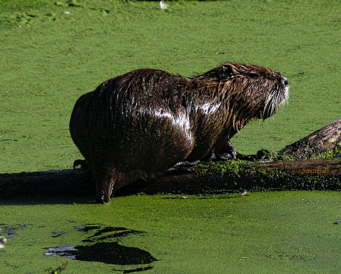 Nutria in the wetland… – SwittersB & Exploring