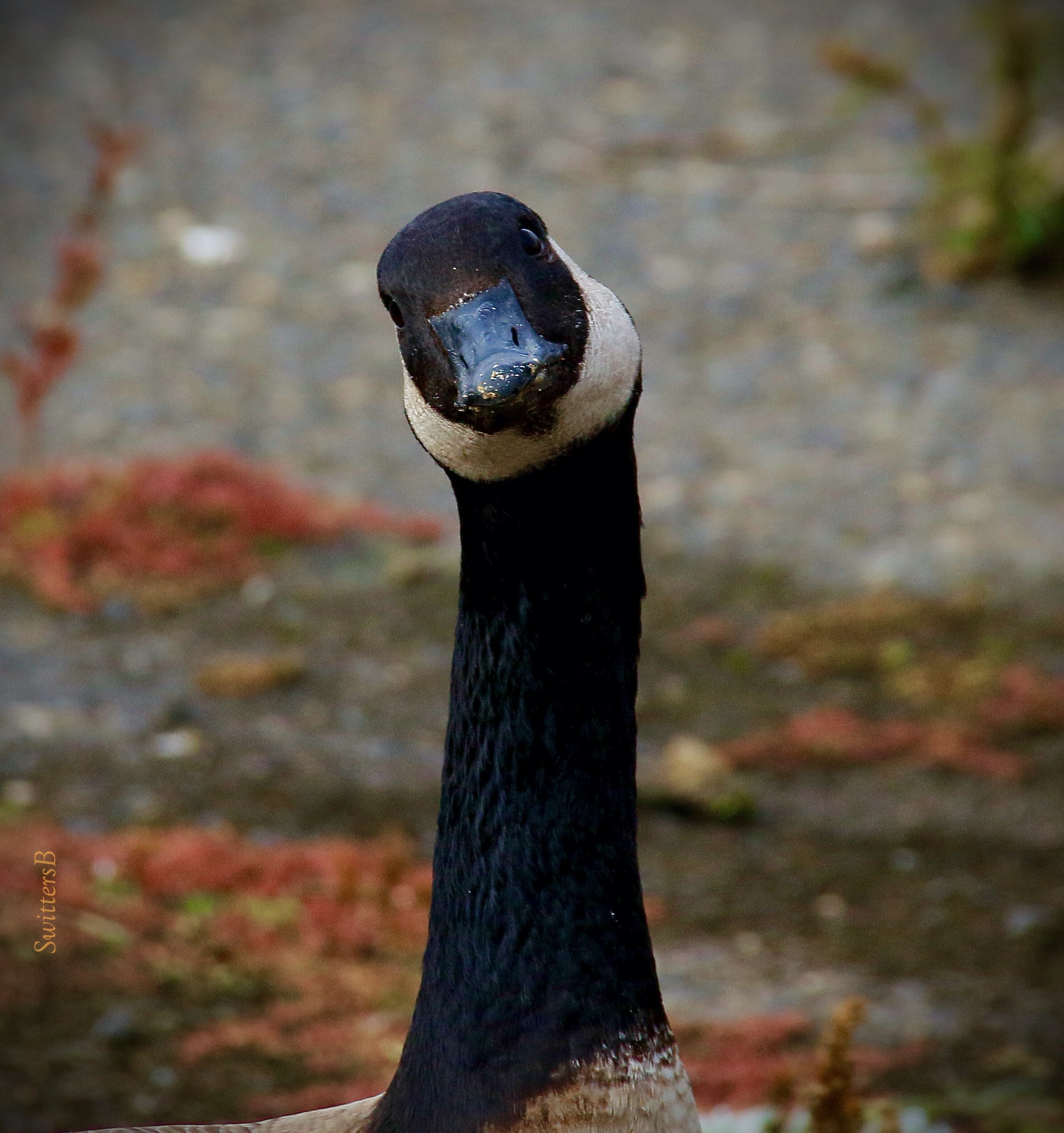 Gandering Goose… – SwittersB & Exploring