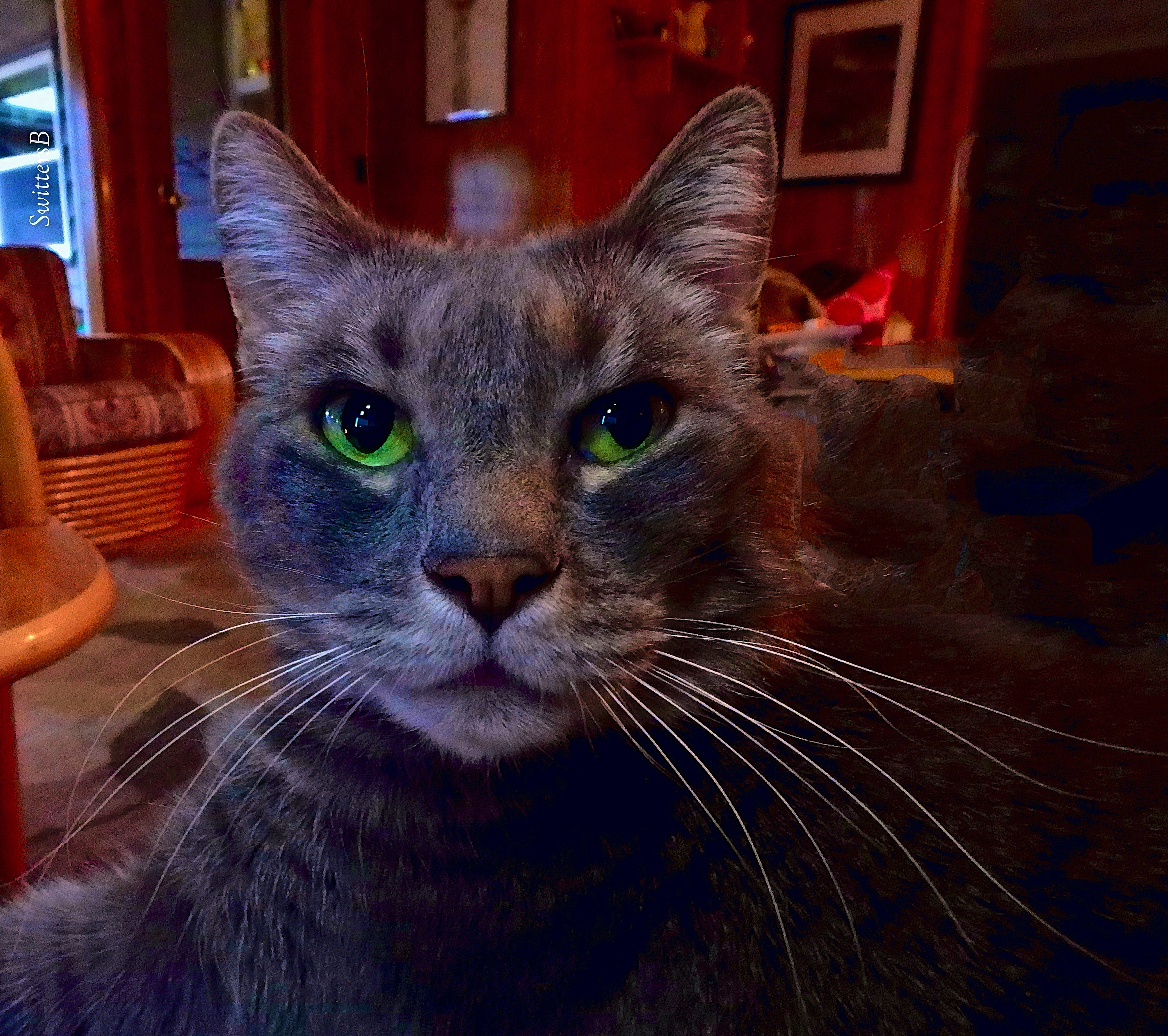 Penny the Cat… – SwittersB & Exploring