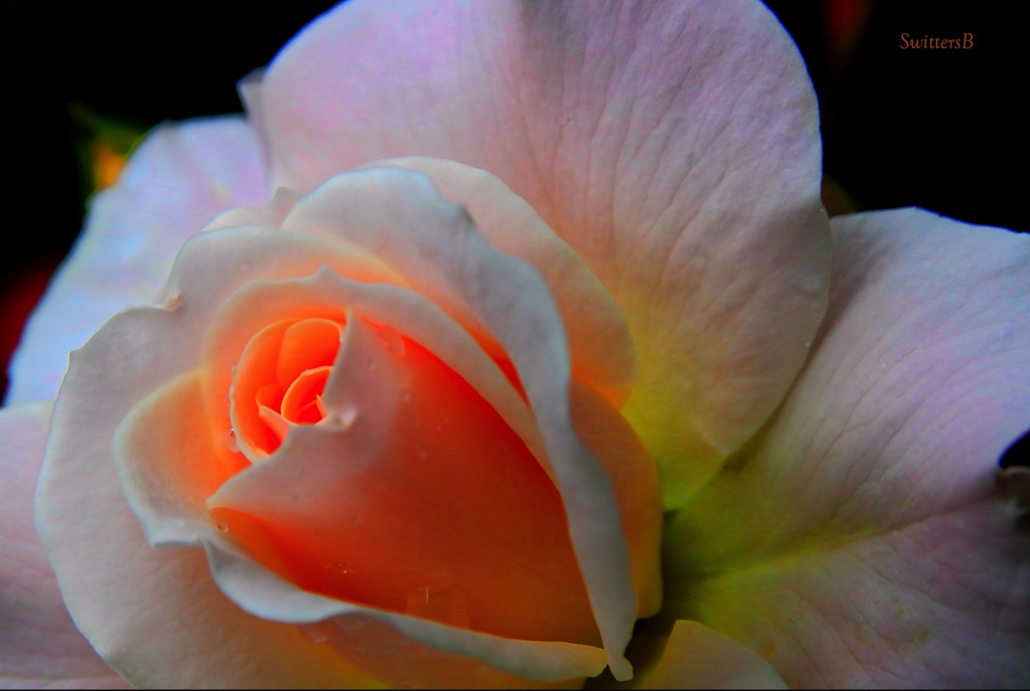 Memorial rose for a lost pup…Harley’s Rose – SwittersB & Exploring