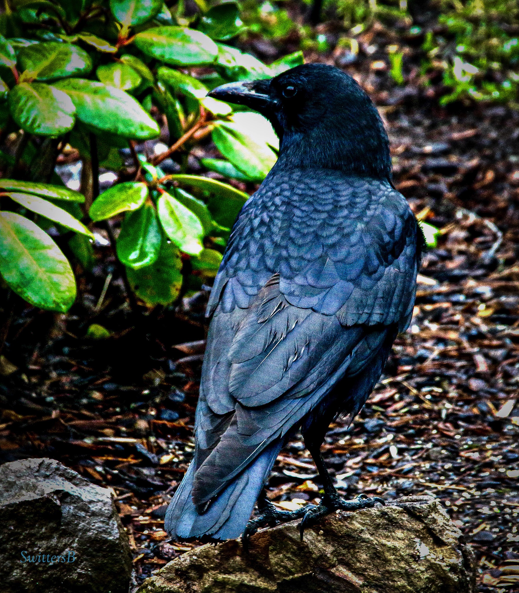 Morning Crow… – SwittersB & Exploring