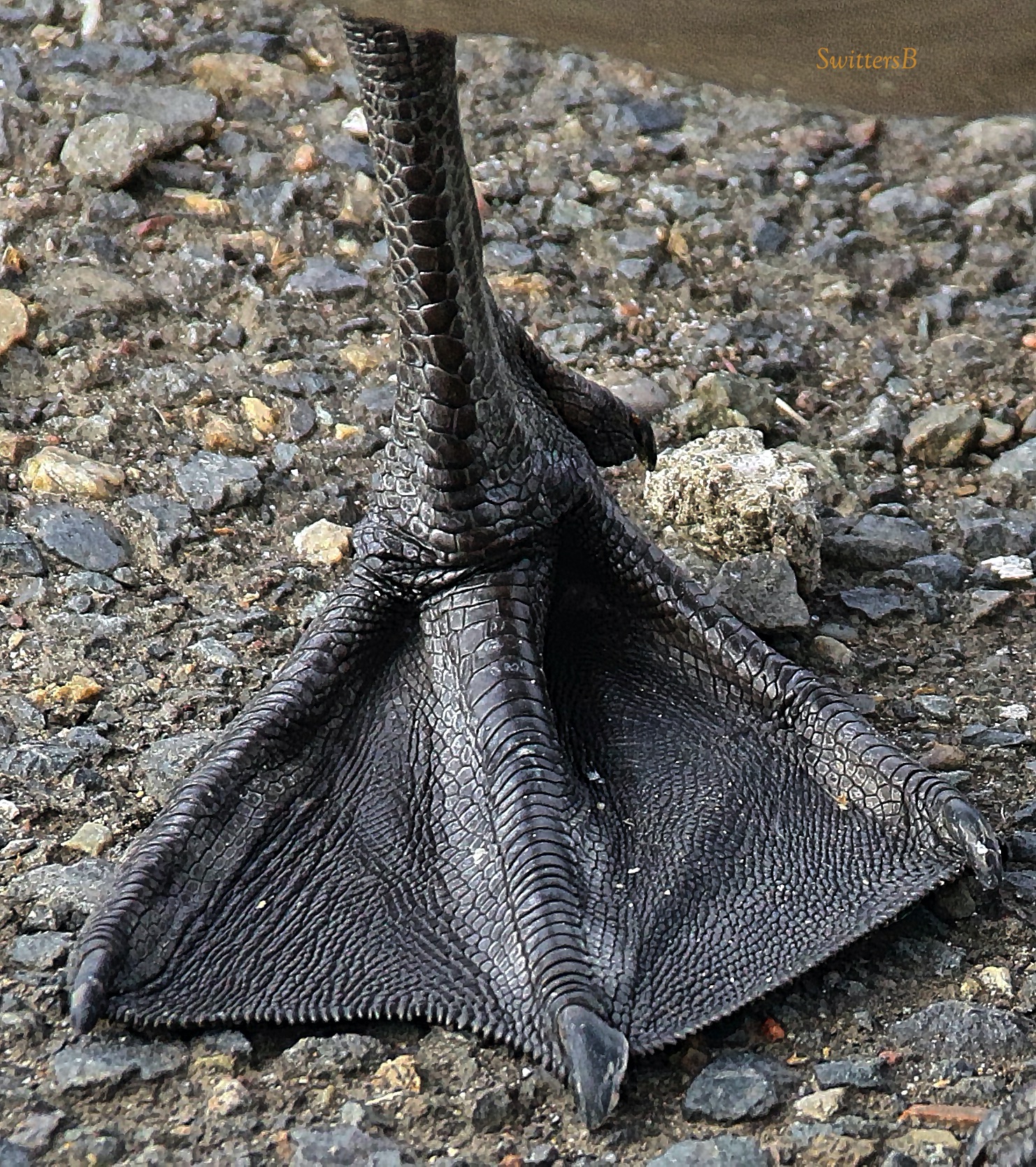 Putting the Goose foot down… – SwittersB & Exploring