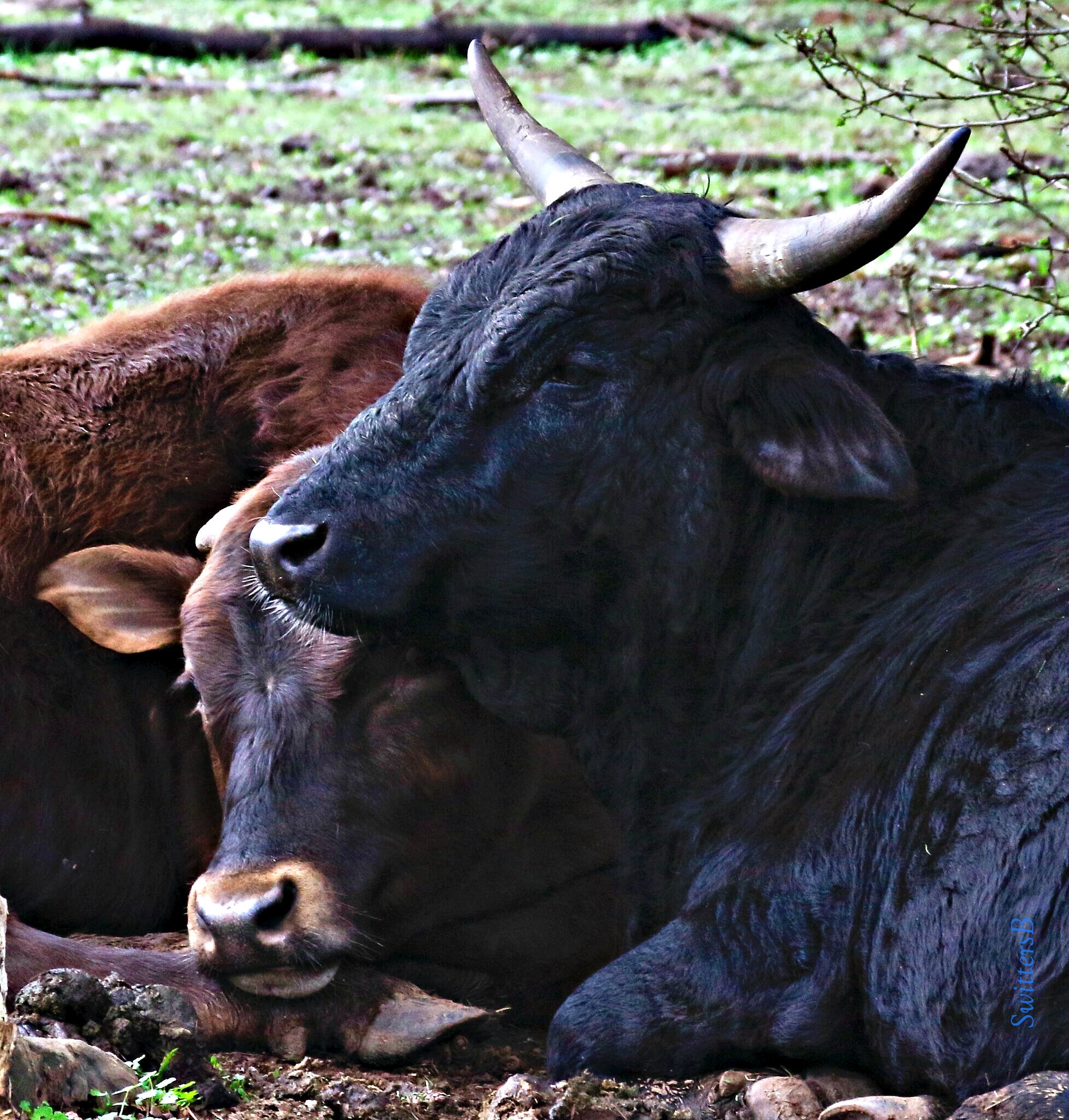 Cattle Couple… – SwittersB & Exploring