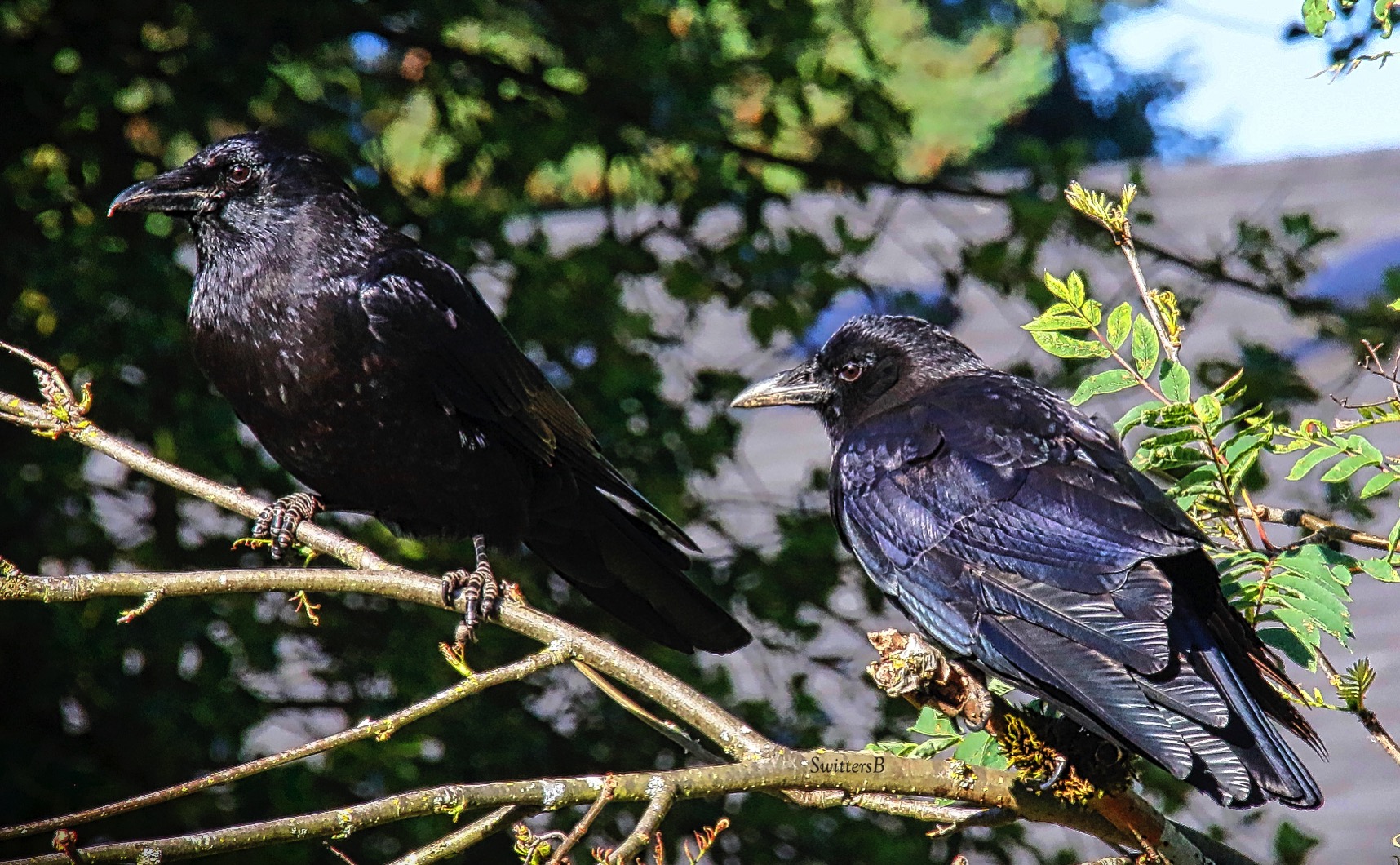 Waiting for the morning offerings… – SwittersB & Exploring