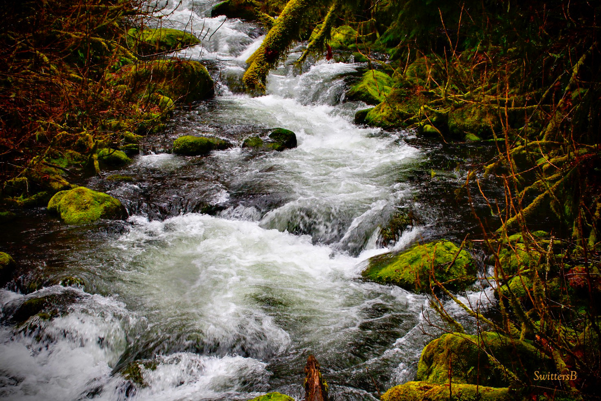 Peaceful and private in the Oregon Cascades… – SwittersB & Exploring