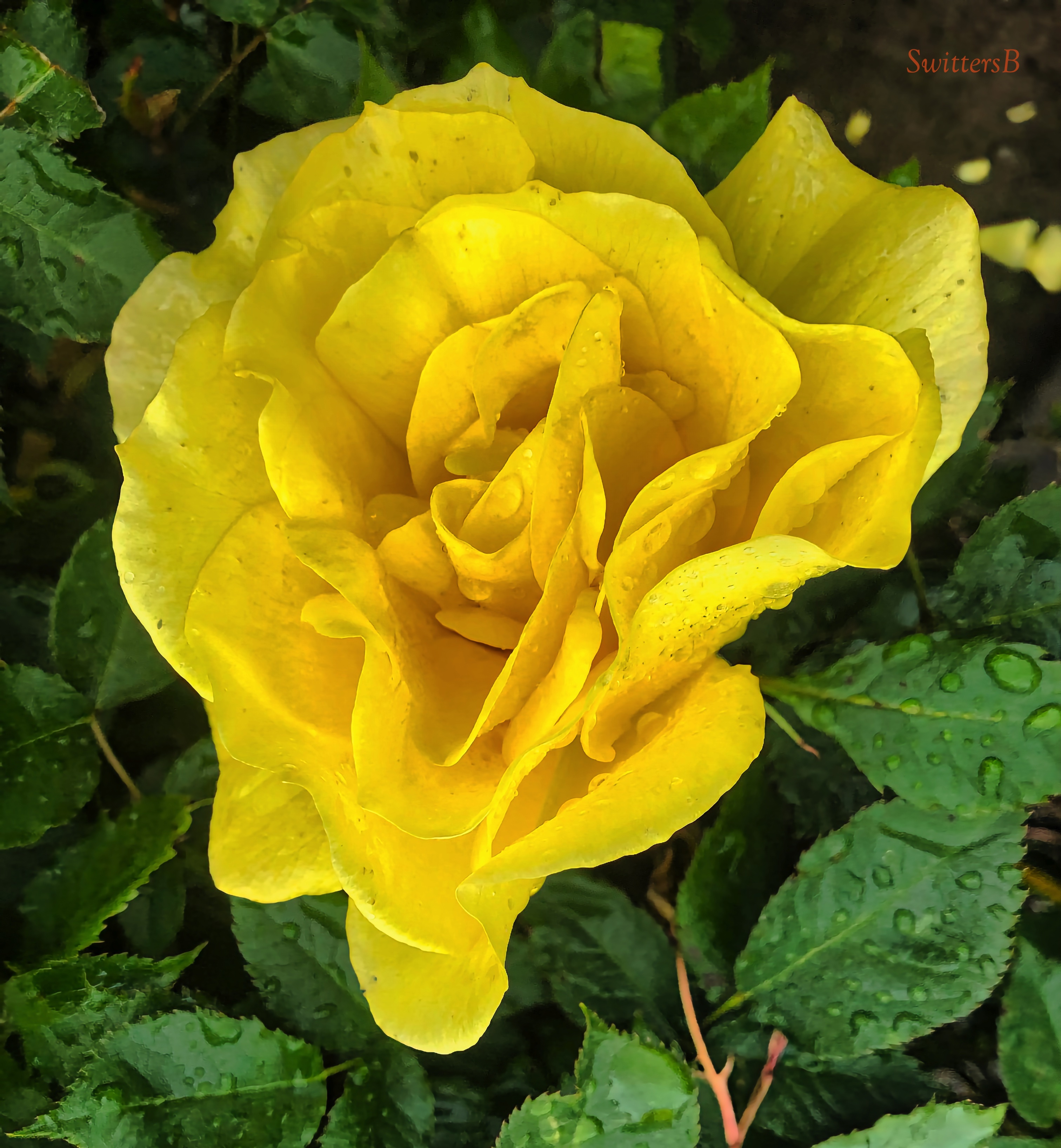 Yellow Rose with Raindrops: Nature’s Beauty Captured – SwittersB ...