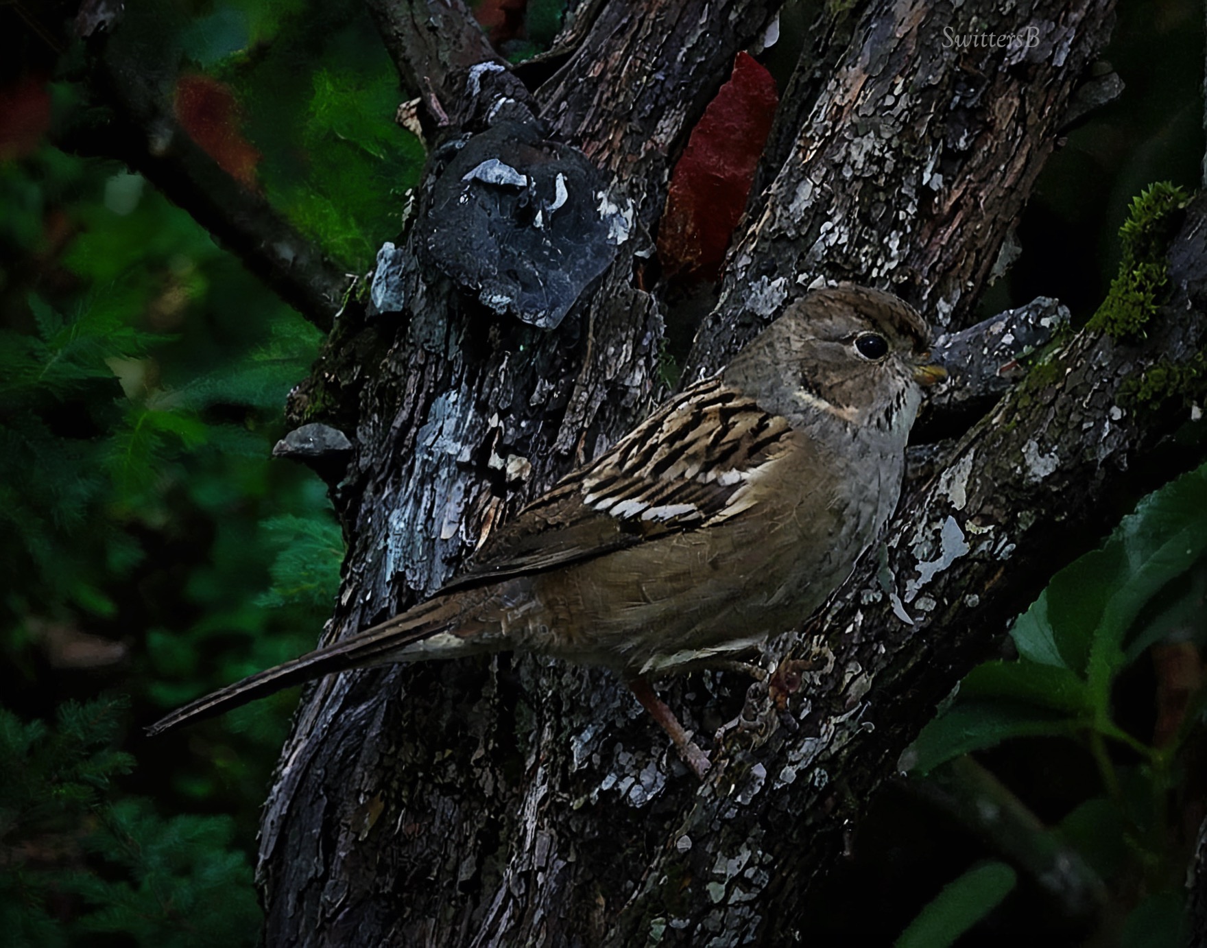 Finch in the Old Lilac tree… – SwittersB & Exploring