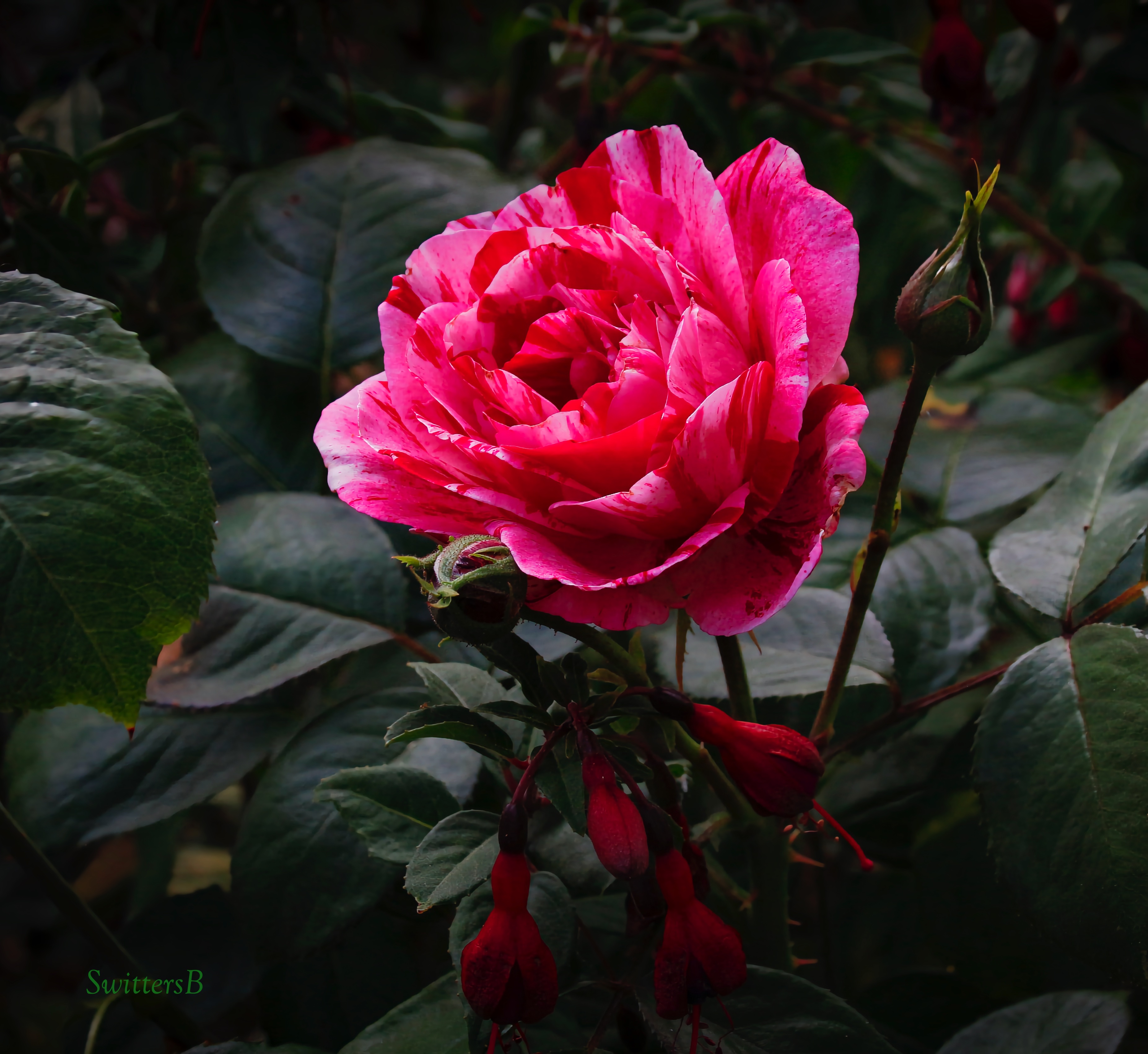 Peppermint rose enjoying the mild temps… – SwittersB & Exploring
