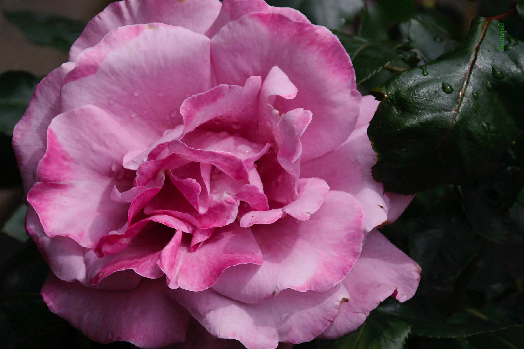 Aunt Tillie’s Memorial Rose… – SwittersB & Exploring