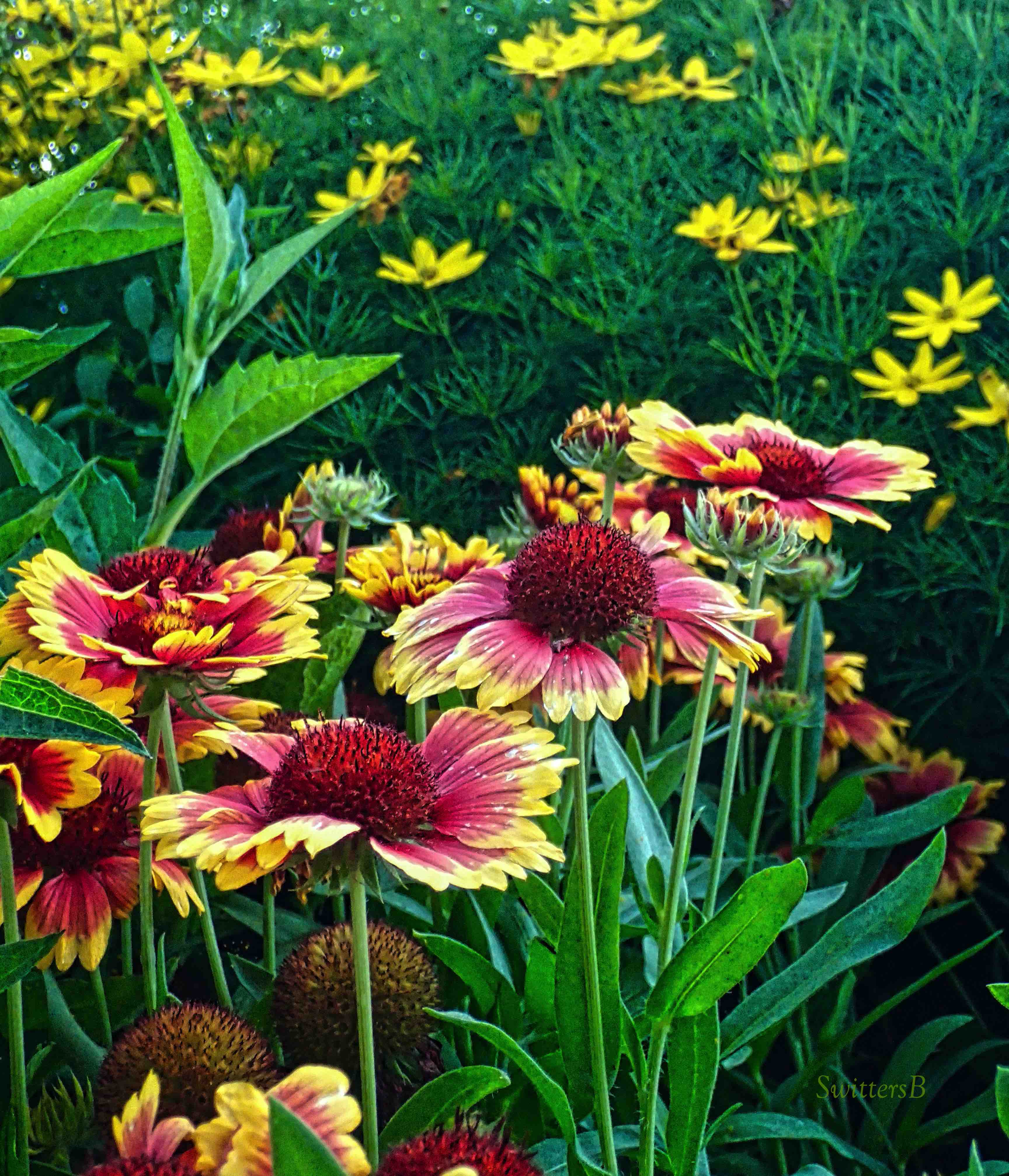 Spring flowers lift one’s spirit… – SwittersB & Exploring