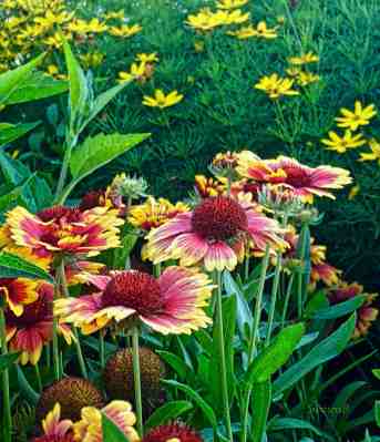 Spring flowers lift one’s spirit… – SwittersB & Exploring