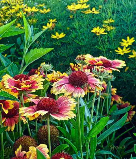 Spring flowers lift one’s spirit… – SwittersB & Exploring